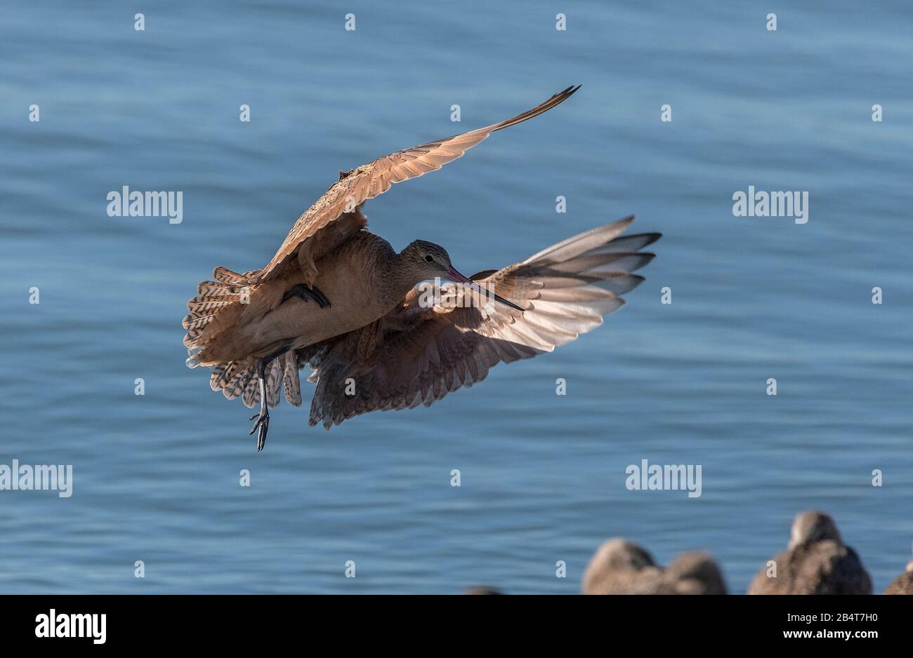 Marbled godwit limosa fedoa hi-res stock photography and images - Alamy