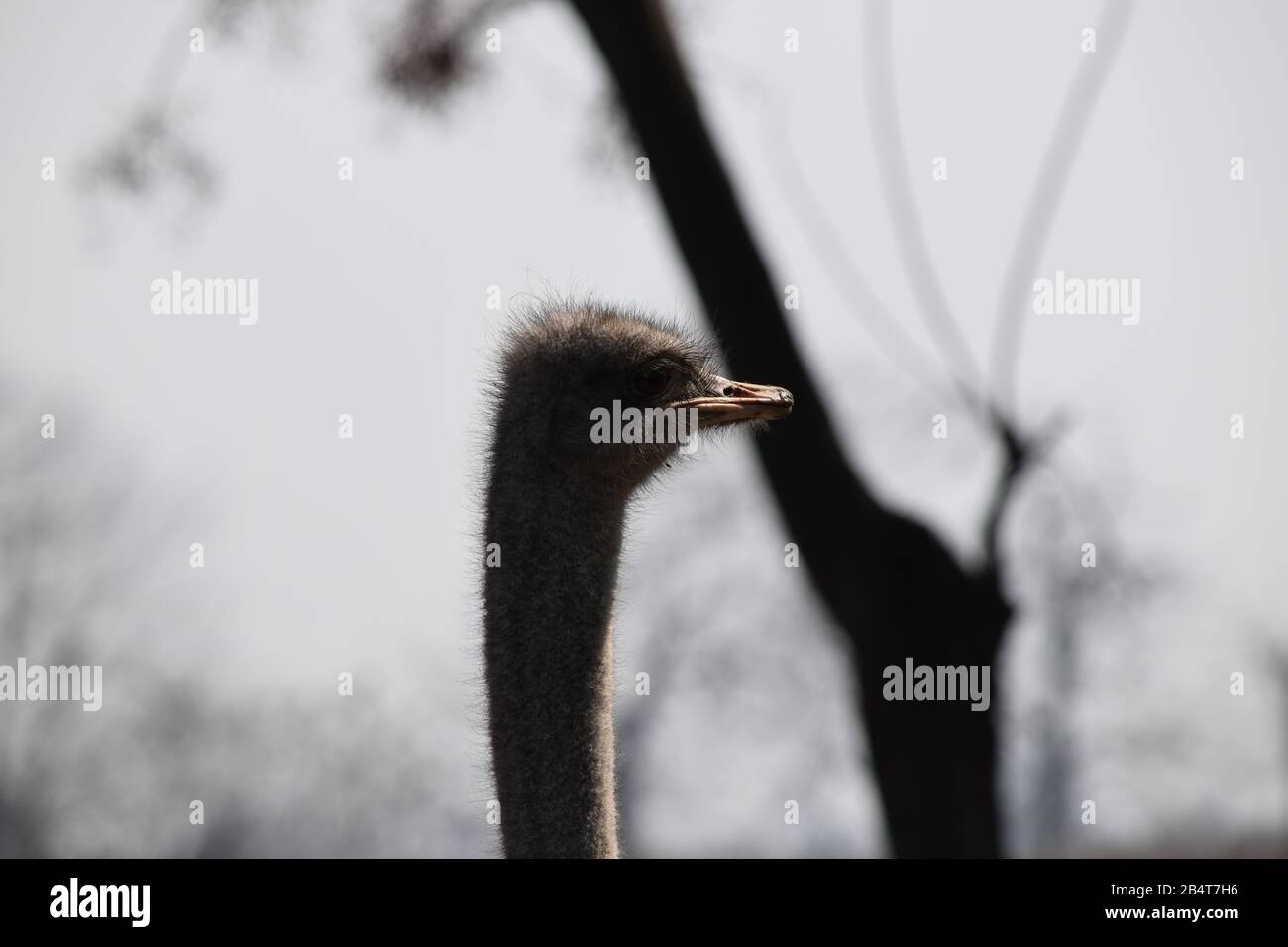 closeup view of common ostrich with grass and trees in background Stock ...