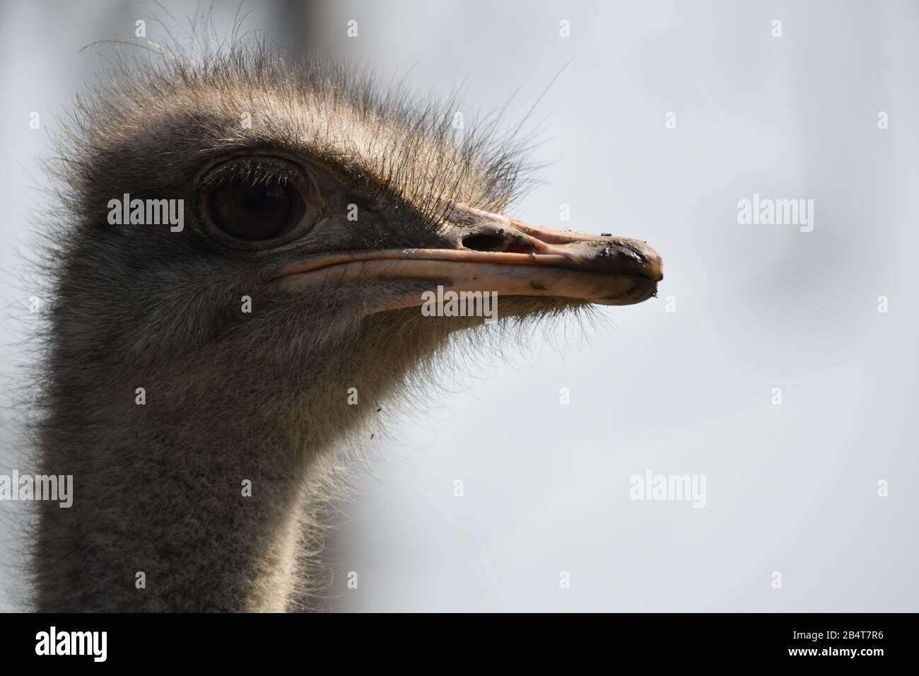 closeup view of common ostrich with grass and trees in background Stock ...