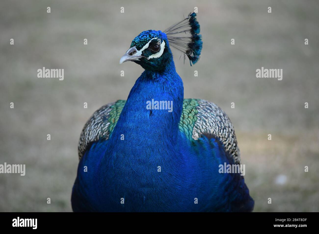 Beautiful closeup view of peacock with clear background Stock Photo - Alamy