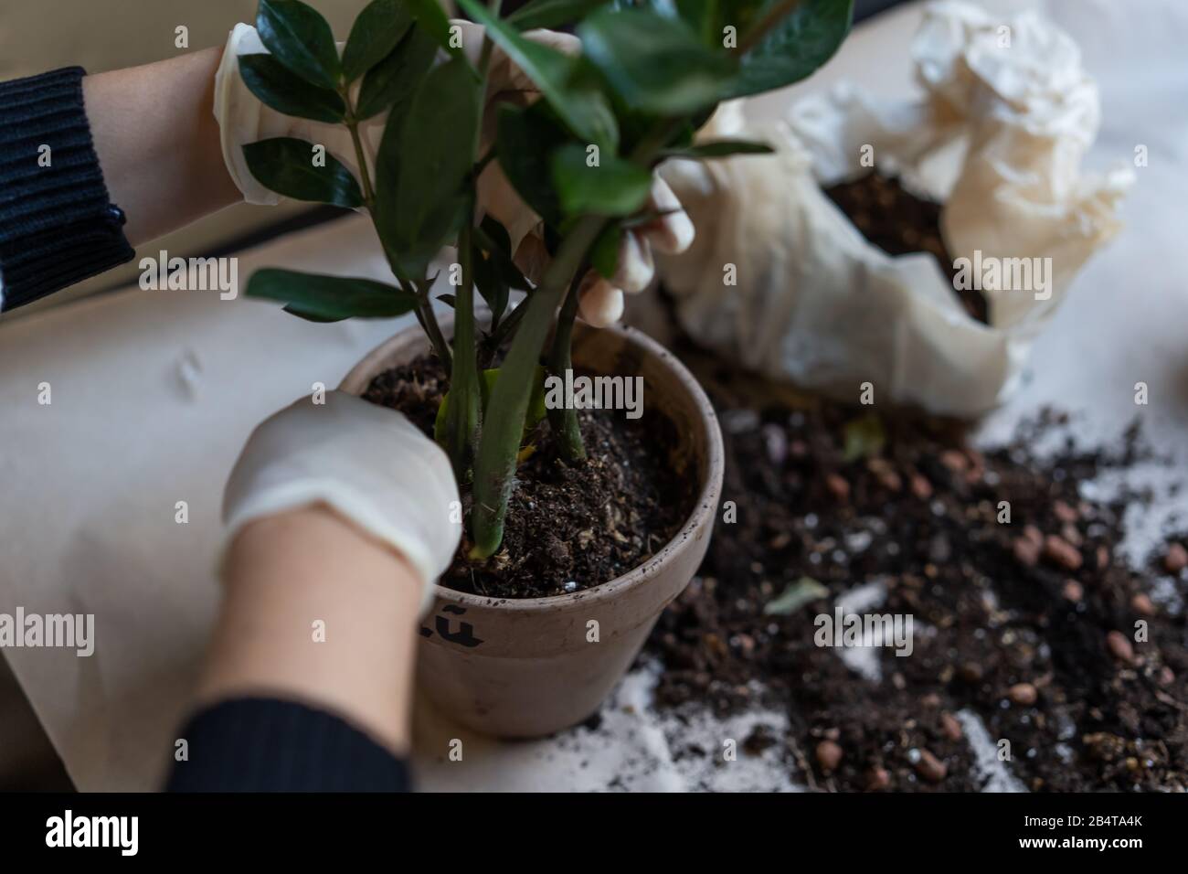 Female hands peat pot hi-res stock photography and images - Alamy