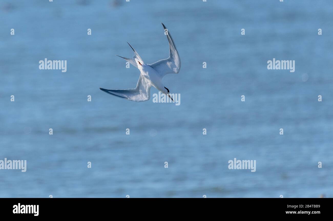 Forster's tern, Sterna forsteri, in flight, in winter plumage ...