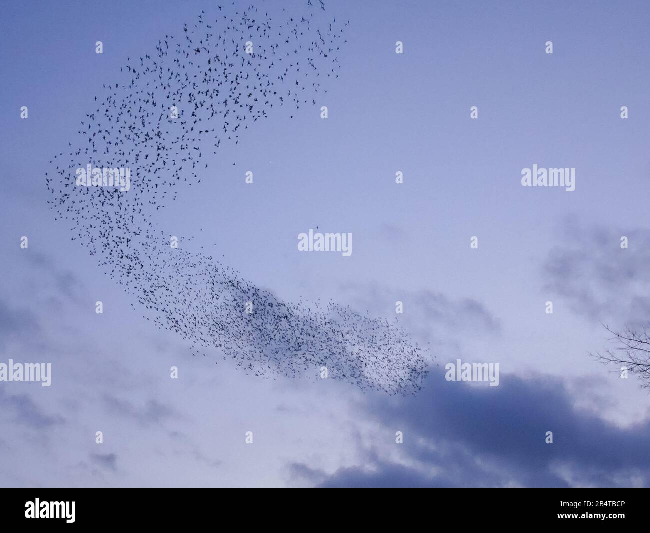 A wave pattern of starlings in a murmuration Stock Photo - Alamy