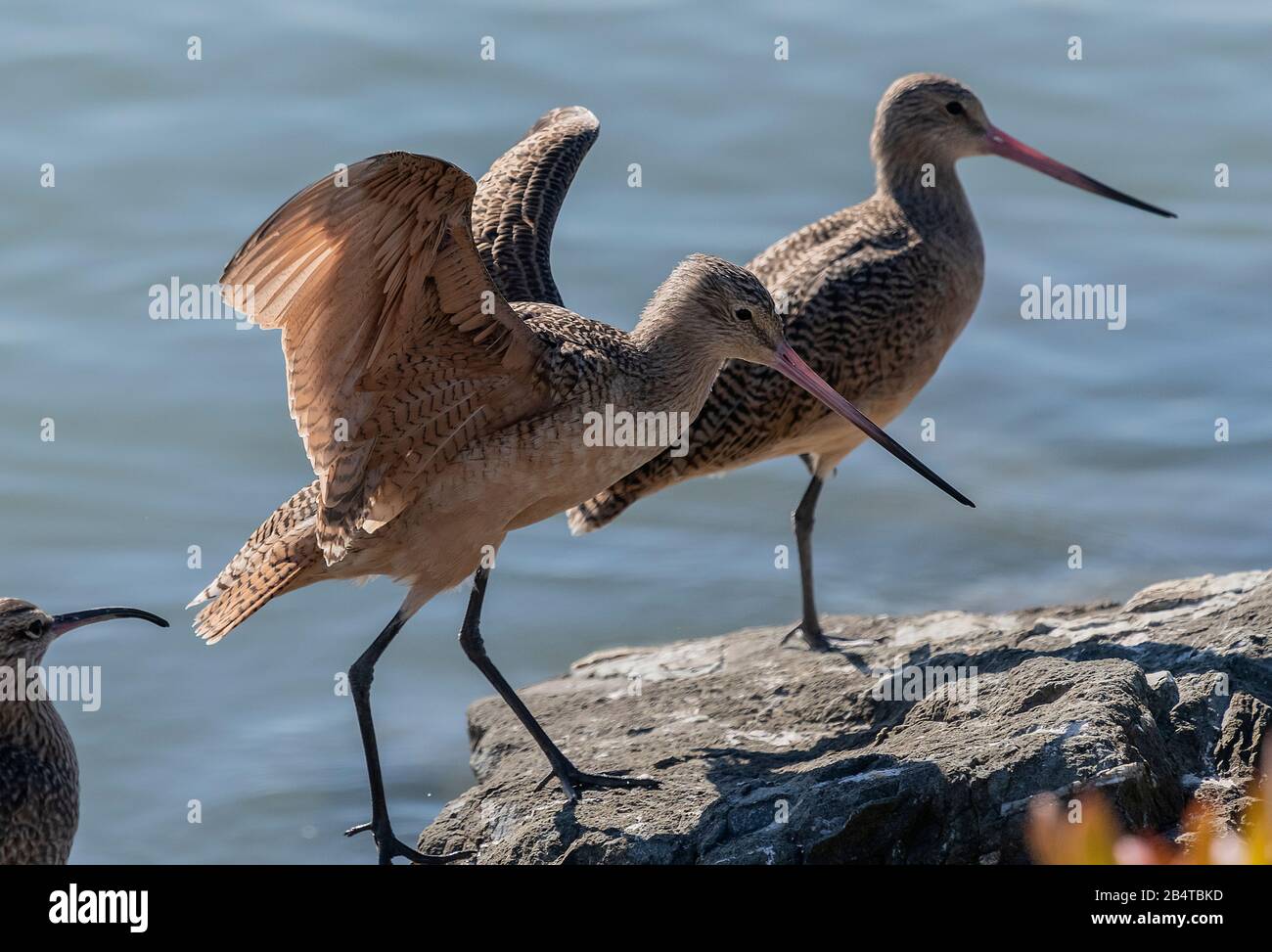 Limosa fedoa hi-res stock photography and images - Alamy