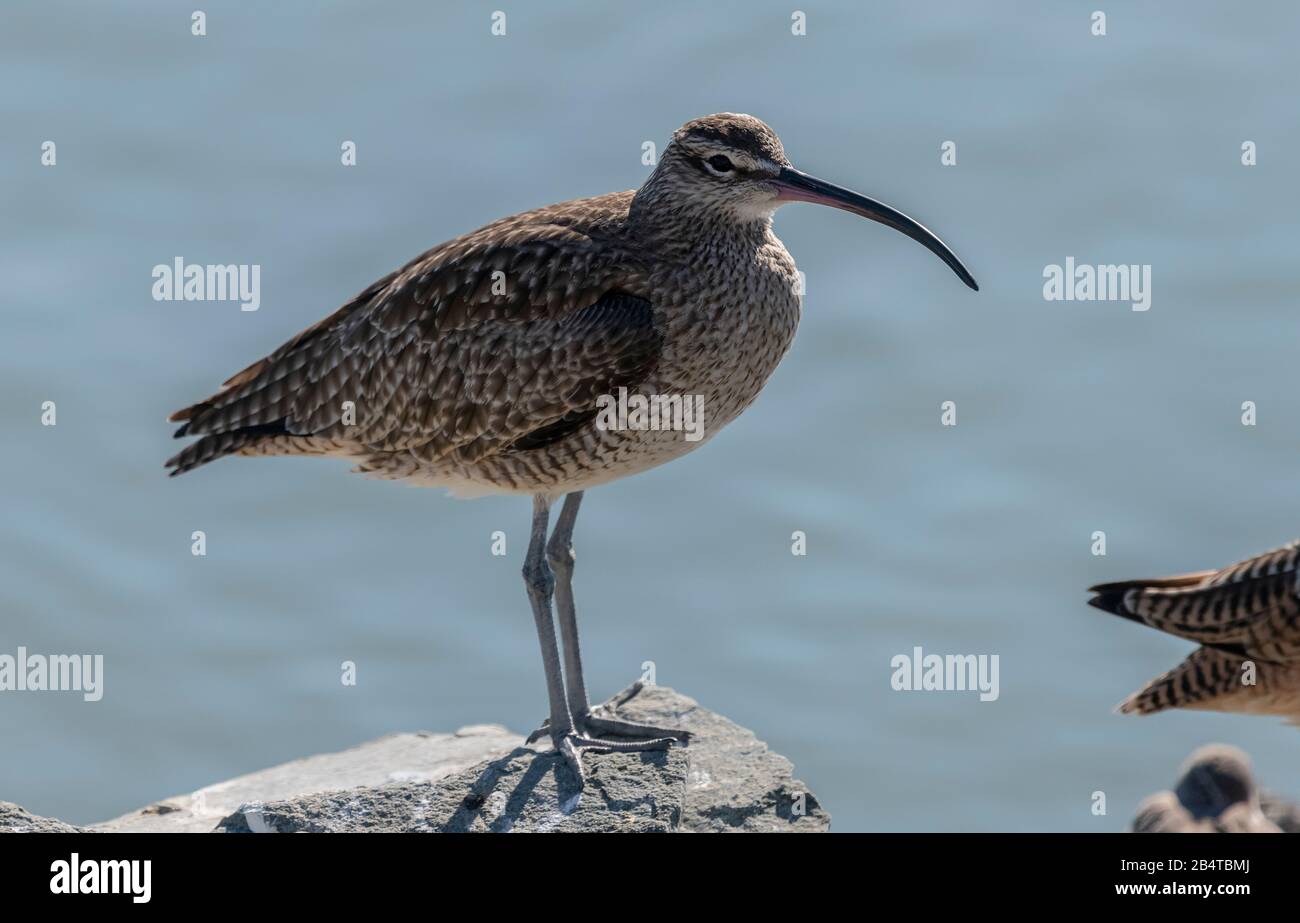 Hudsonian whimbrel, Numenius hudsonicus, (recently split from Eurasian ...