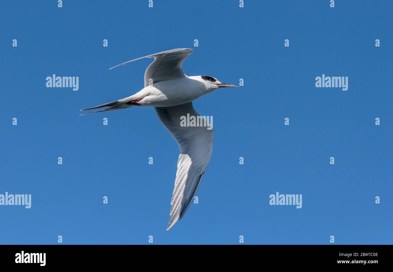 Forster's tern, Sterna forsteri, in flight, in winter plumage ...