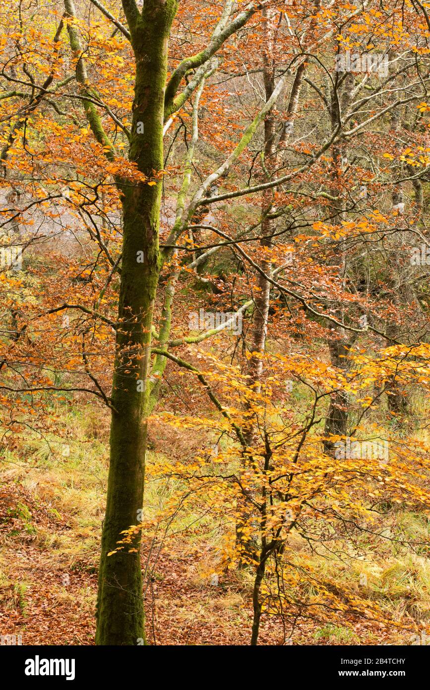 Mixed woodland and forest paths near Capel Curig, Conwy, North Wales ...