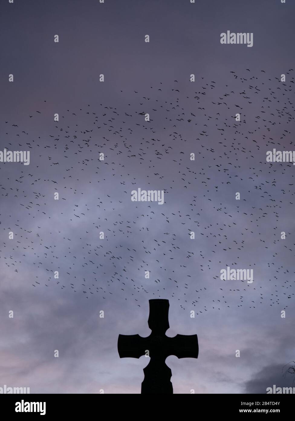 A murmuration of starlings fly pass the Armstrong Cross in Rothbury ...
