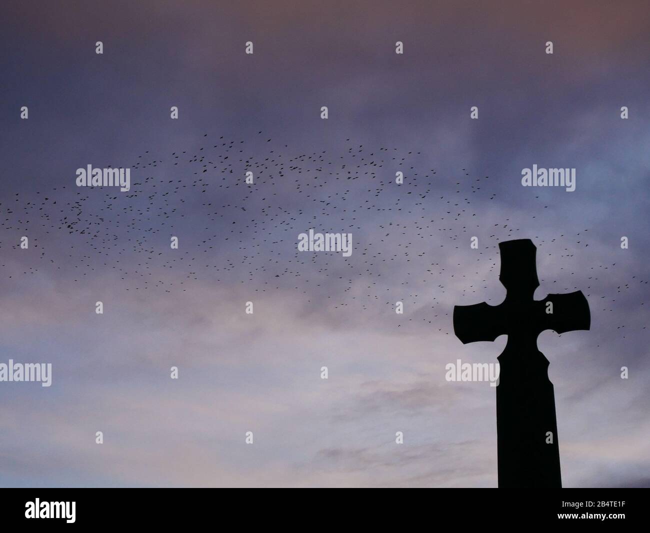 A murmuration of starlings fly pass the Armstrong Cross in Rothbury ...