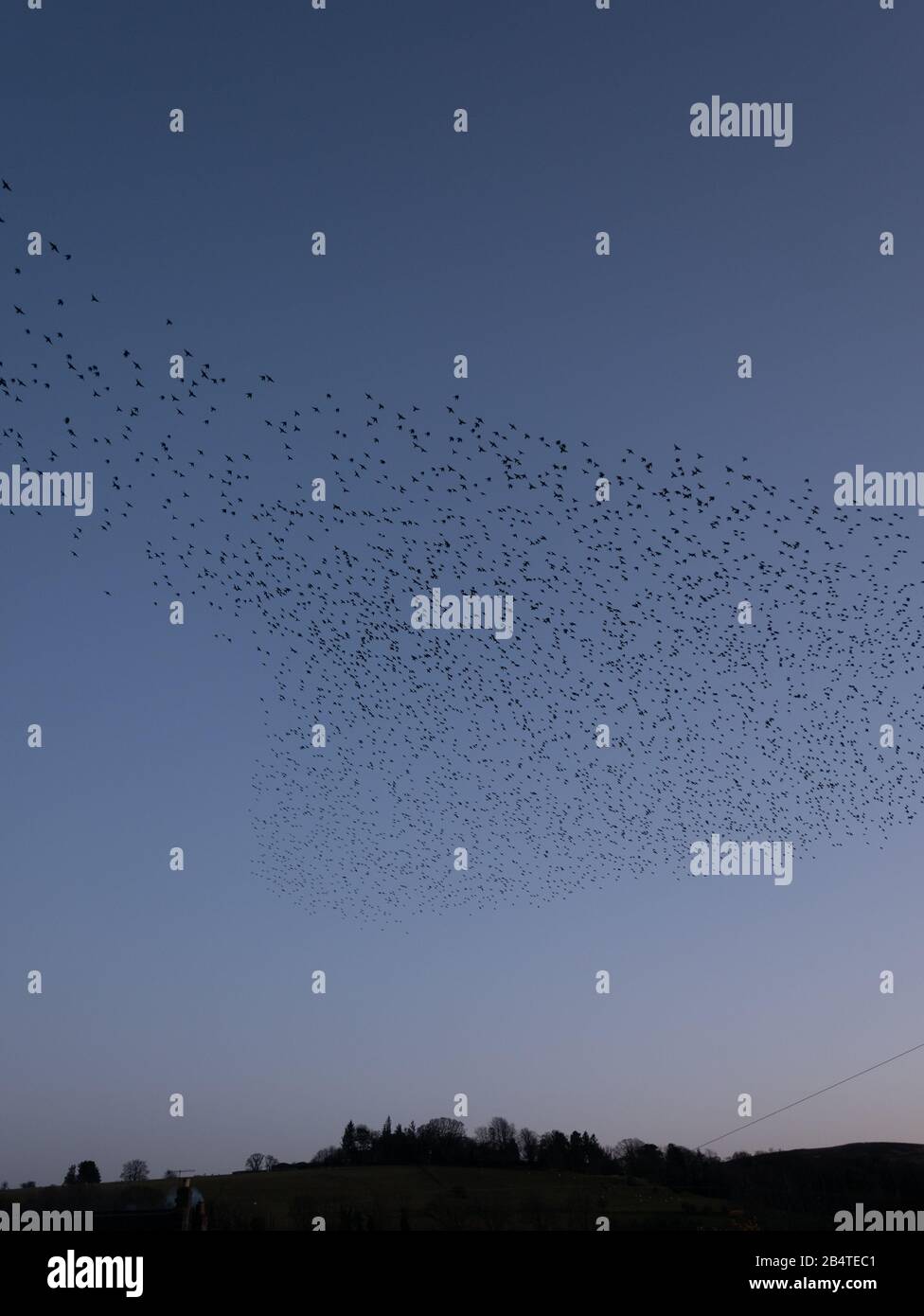 Starlings north yorkshire hi-res stock photography and images - Alamy