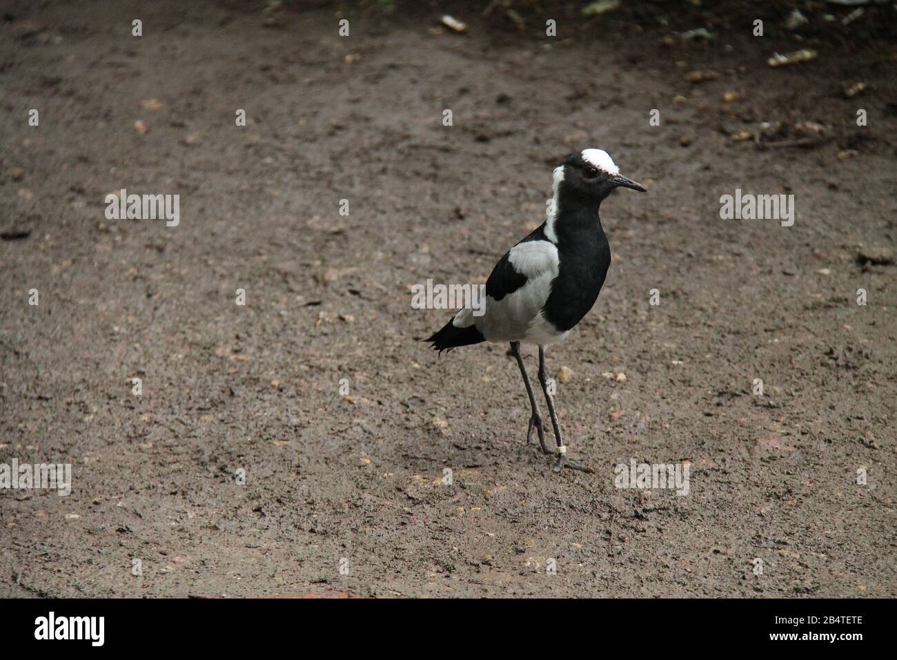 The Unusual Black and White Blacksmith Plover Bird Stock Photo - Alamy