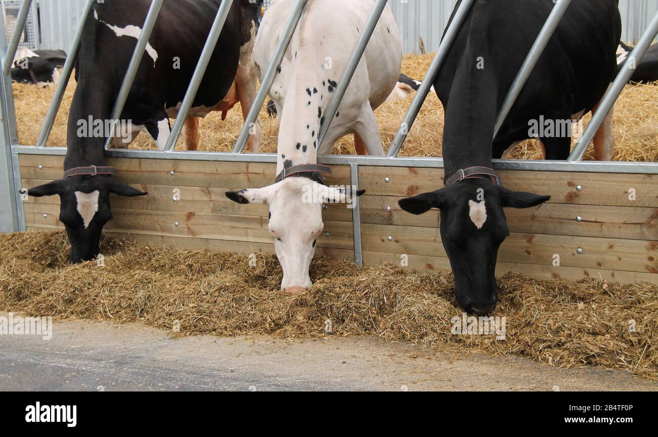 Three Cows Eating Straw in an Indoor Farm Building Stock Photo - Alamy