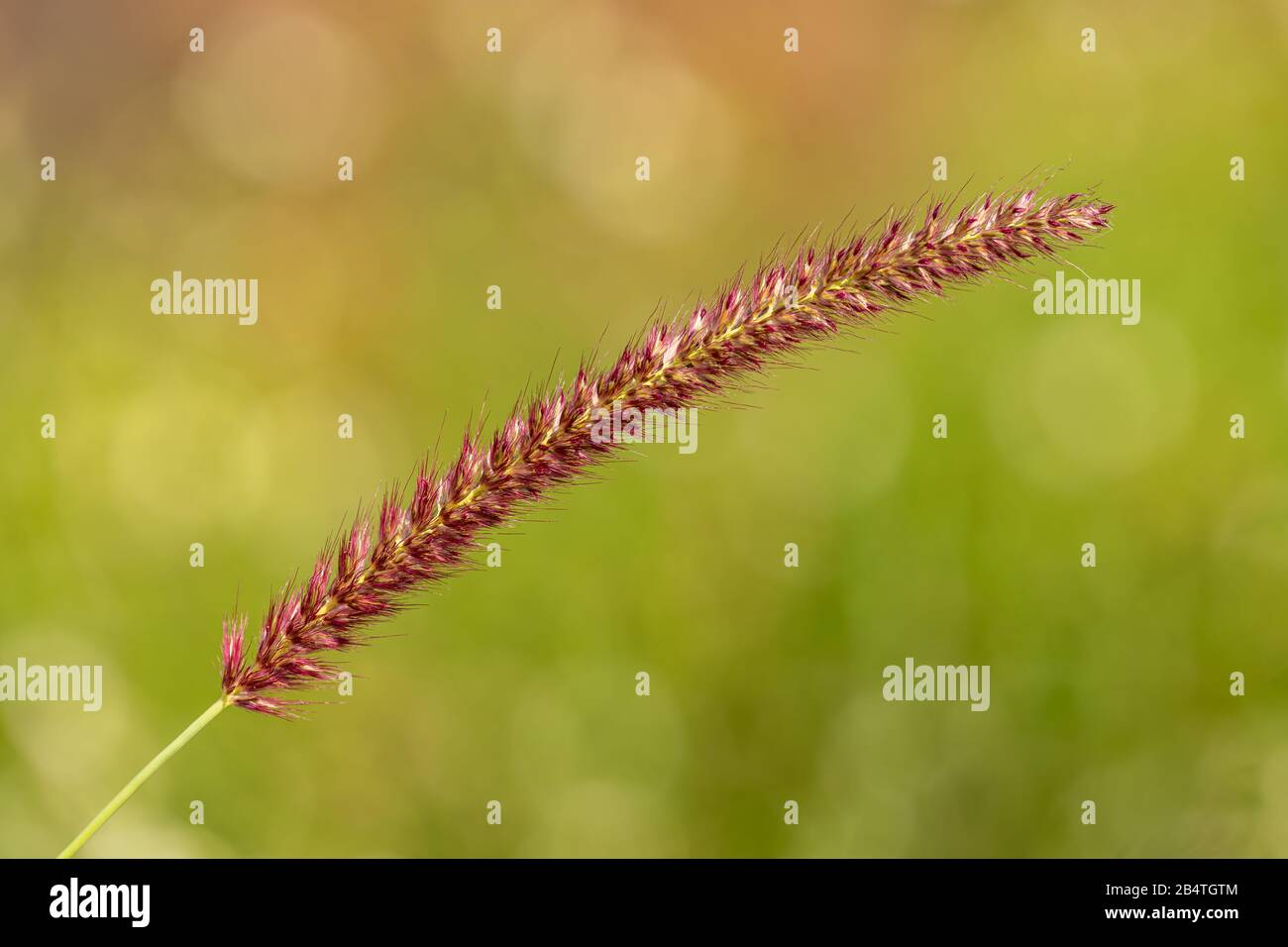 red fox tail grass flower isolated on green Stock Photo - Alamy