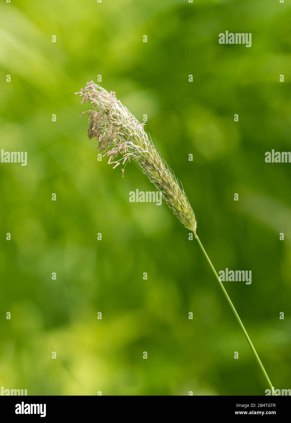 Inflorescence detail hi-res stock photography and images - Alamy