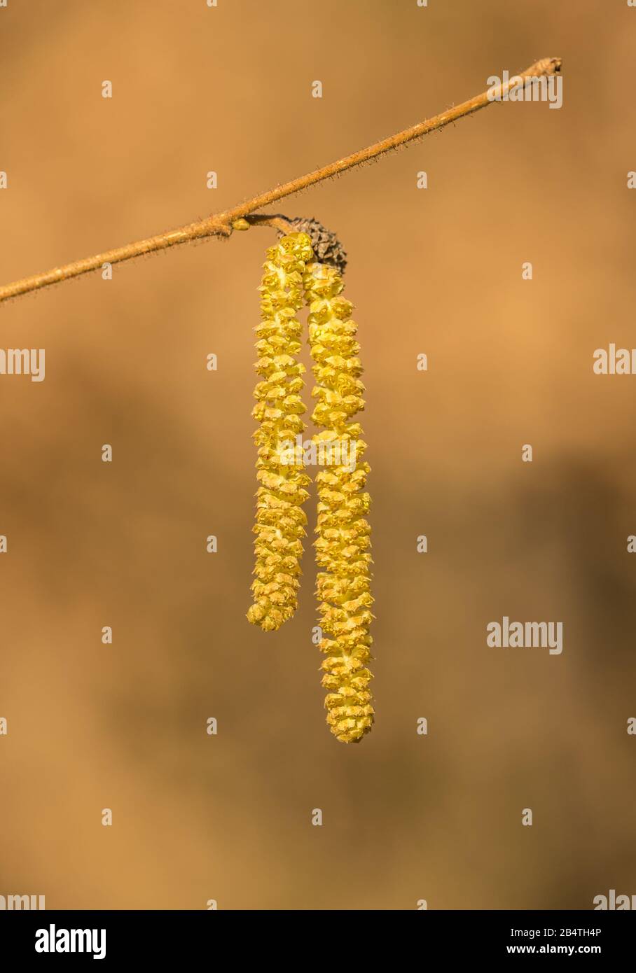 Catkins in spring hi-res stock photography and images - Alamy