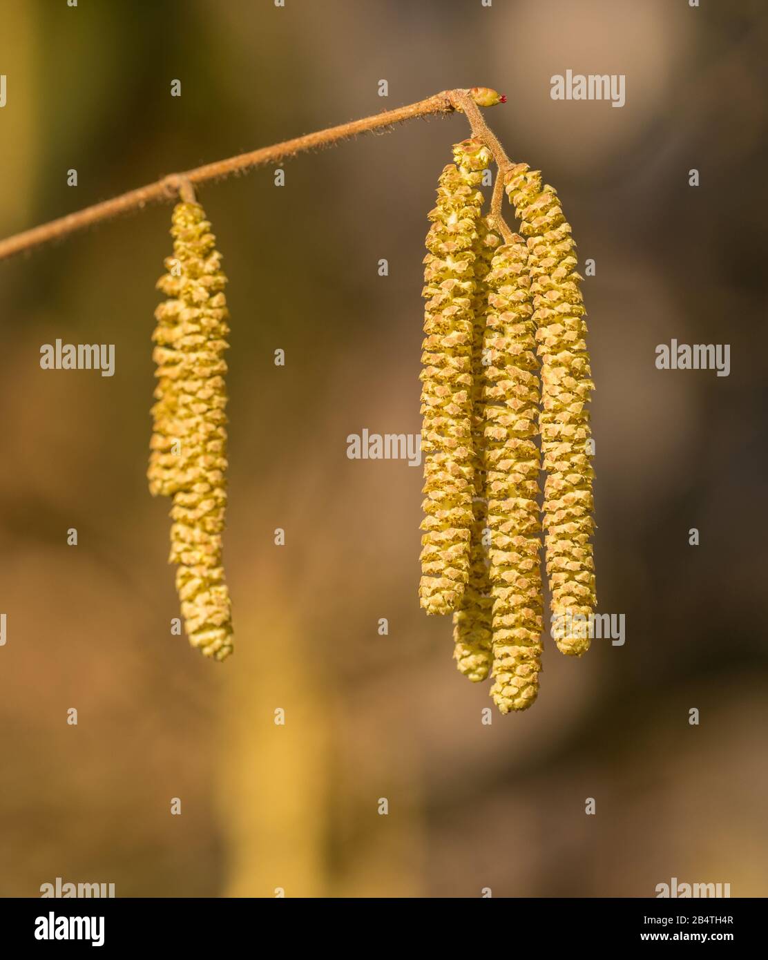 Hazel tree twig hi-res stock photography and images - Alamy