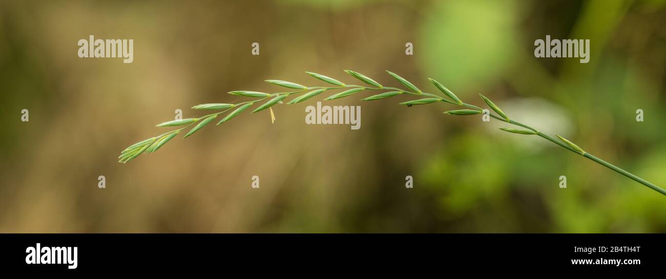detail of grass inflorescence horizontal, macro, panorama Stock Photo ...