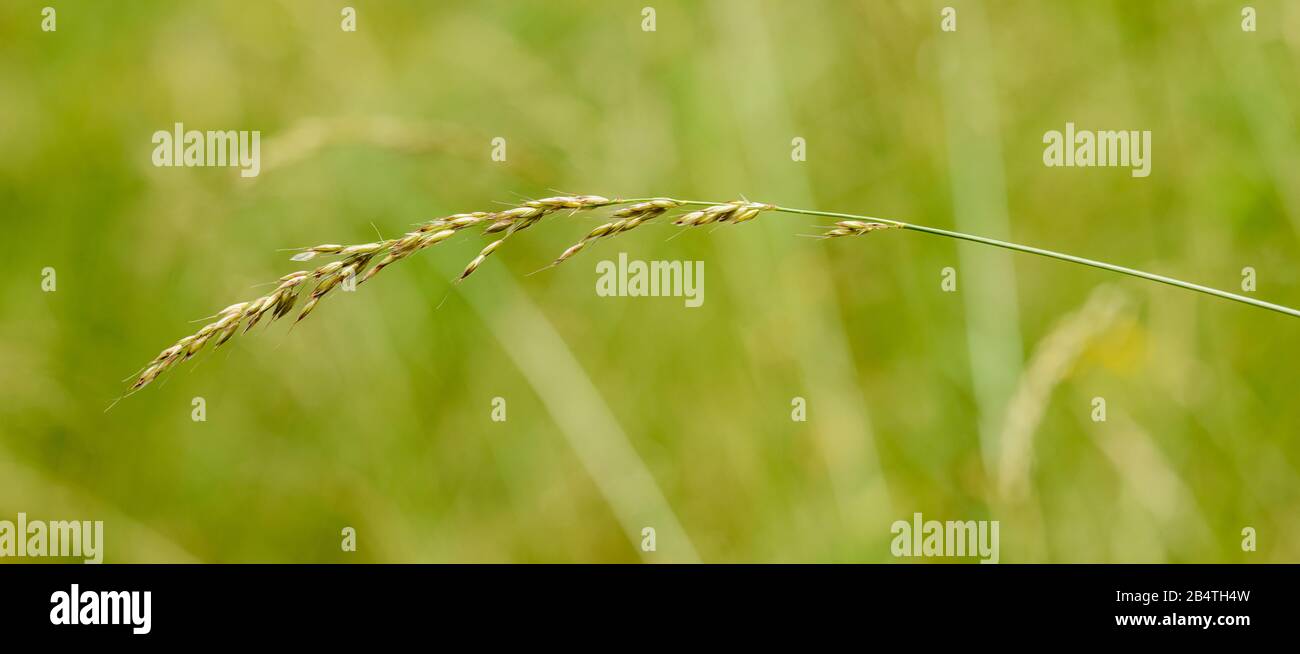 detail of grass inflorescence horizontal, macro Stock Photo - Alamy
