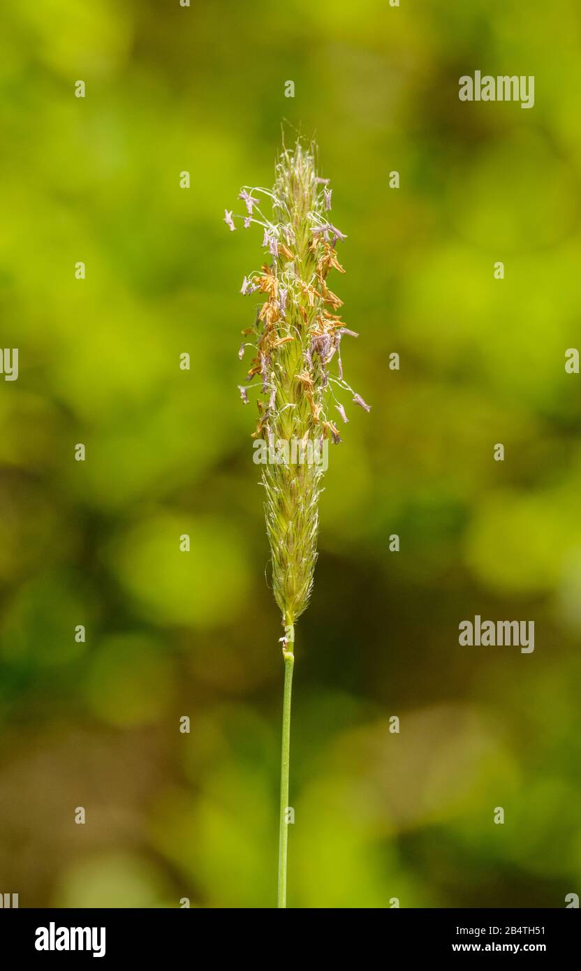inflorescence of foxtail grass (alopecurus myosuroides), detail Stock ...