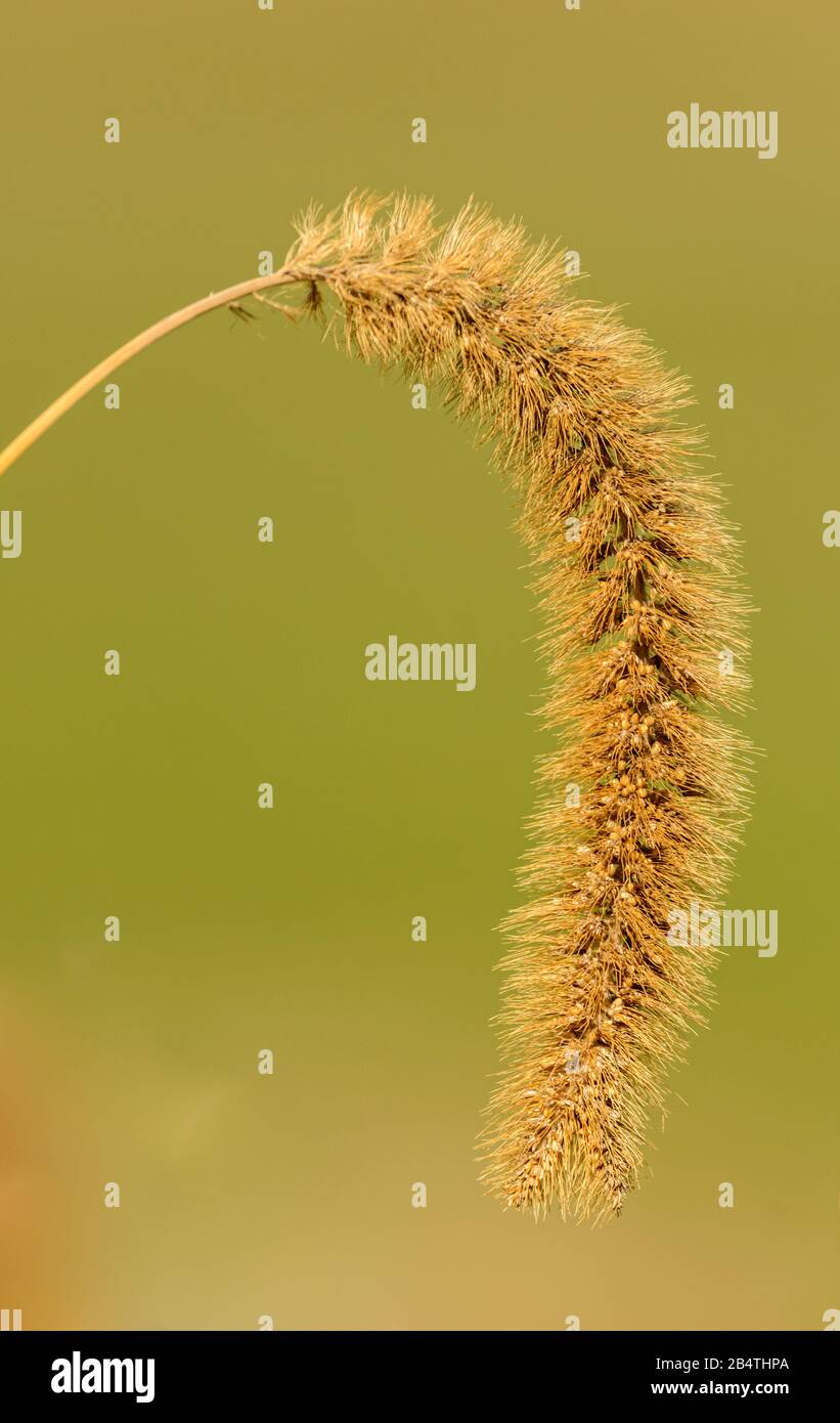 dry fox tail grass (millet) flower isolated on green Stock Photo - Alamy