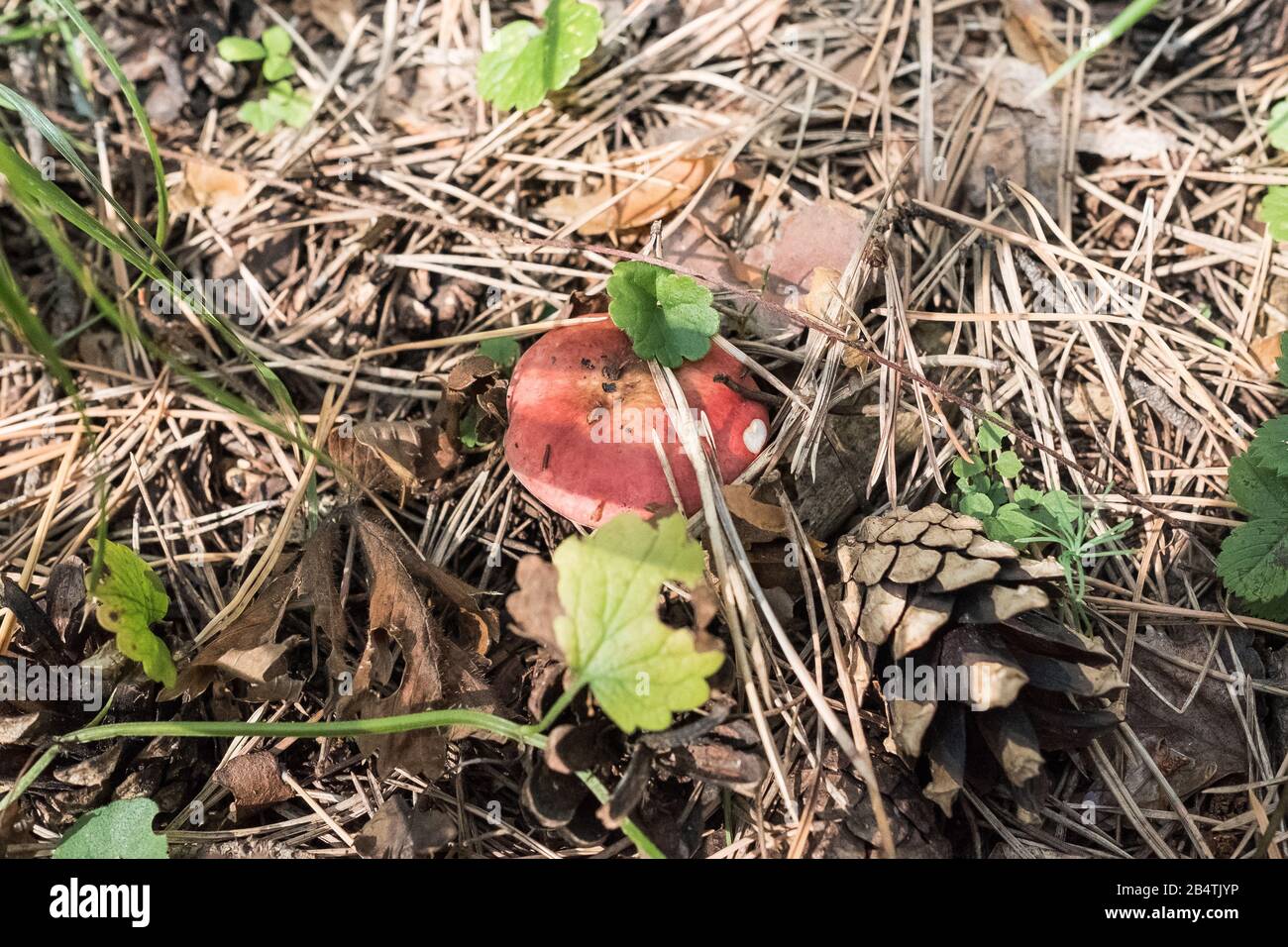 Red Russula grows in the forest. Grown mushroom. The joy of the ...