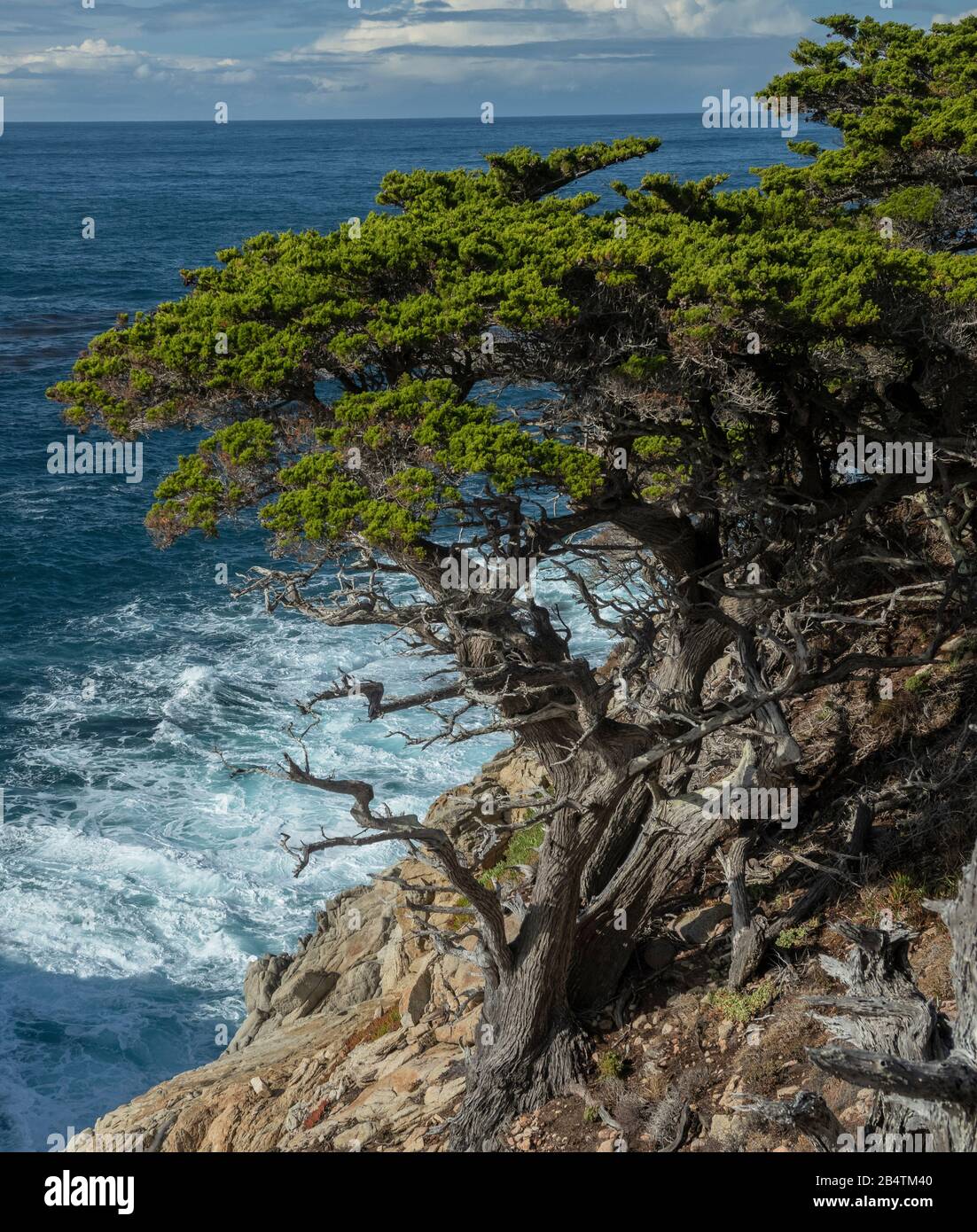 Old Monterey cypress, Hesperocyparis macrocarpa, trees on Point Lobos ...