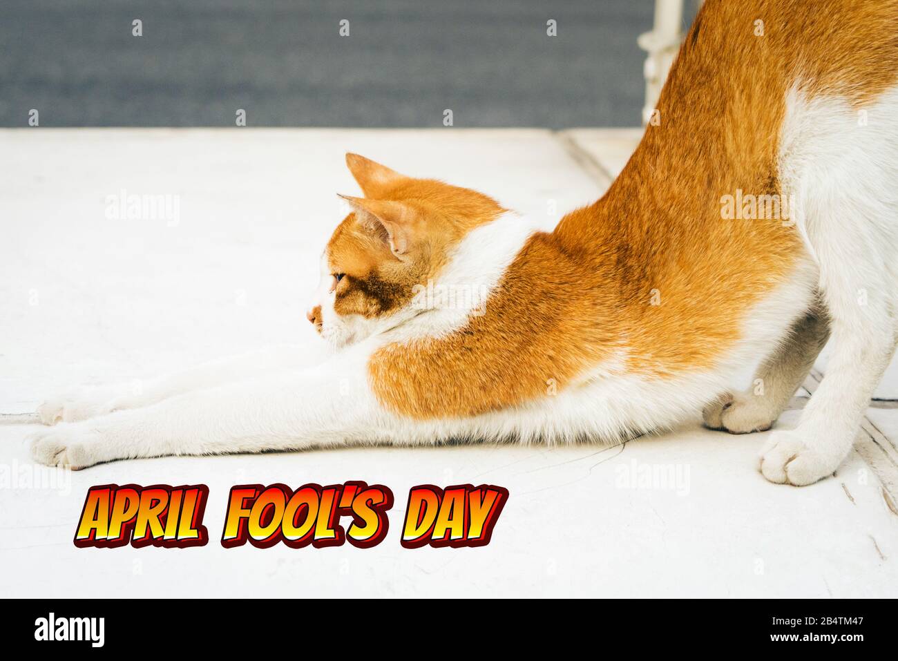 April Fools Cat