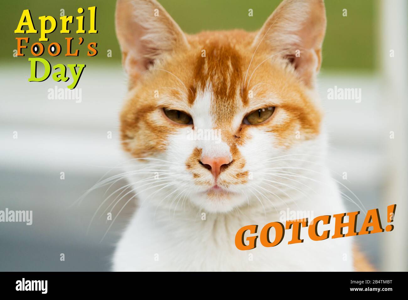 Happy April Fools Day Cat