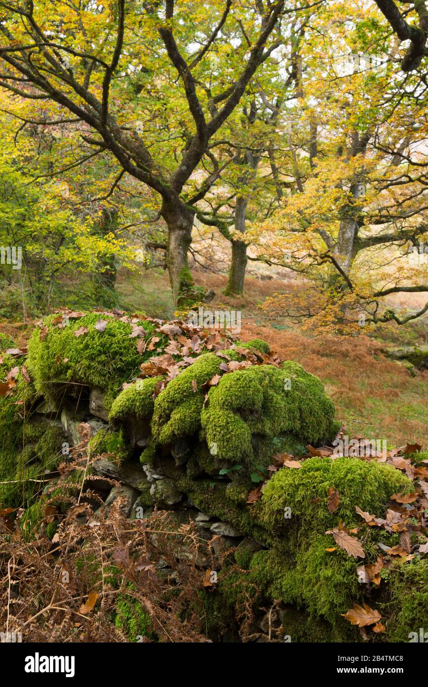 Meol wales hi-res stock photography and images - Alamy