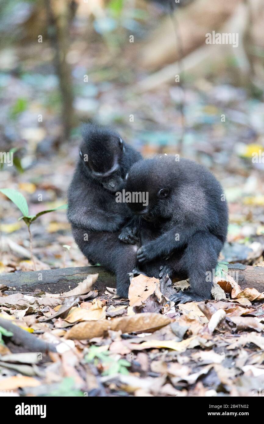 Two monkeys in the forest in north Sulawesi, Indonesia Stock Photo - Alamy