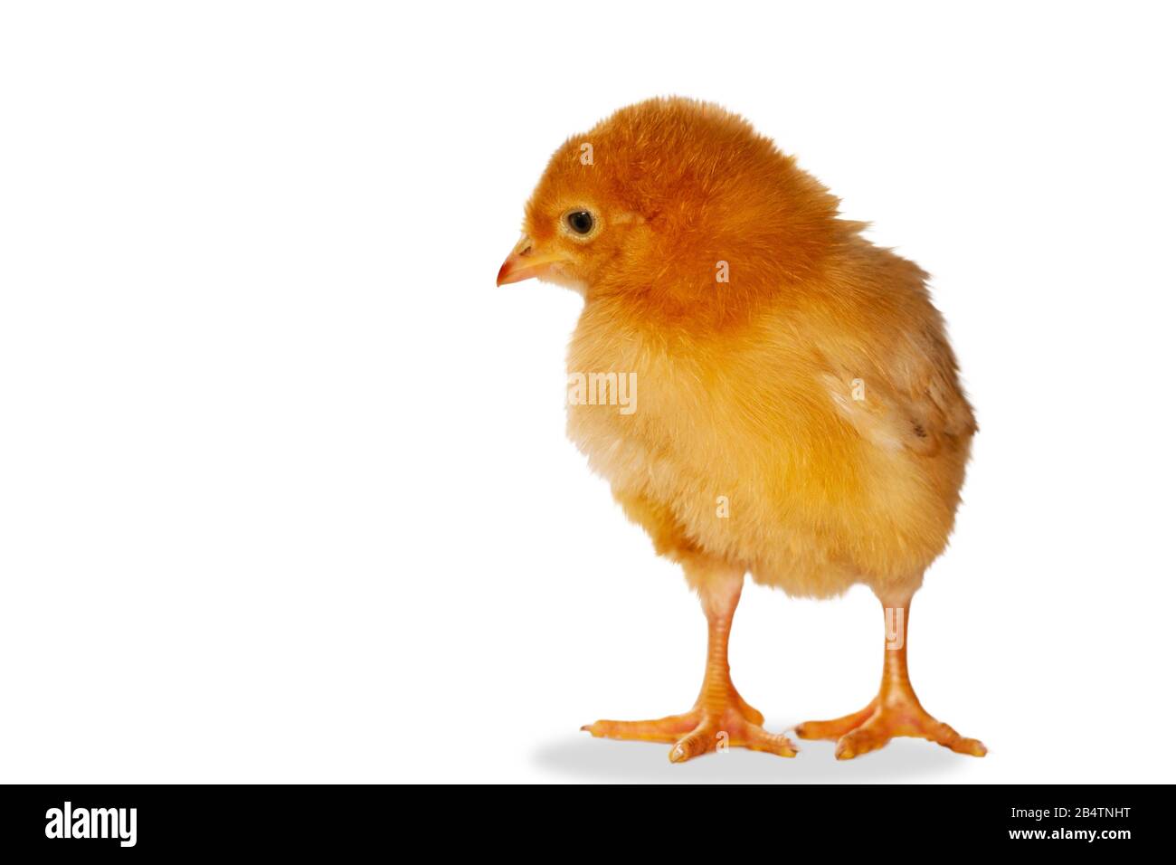 Rhode island red chicken studio hi-res stock photography and images - Alamy