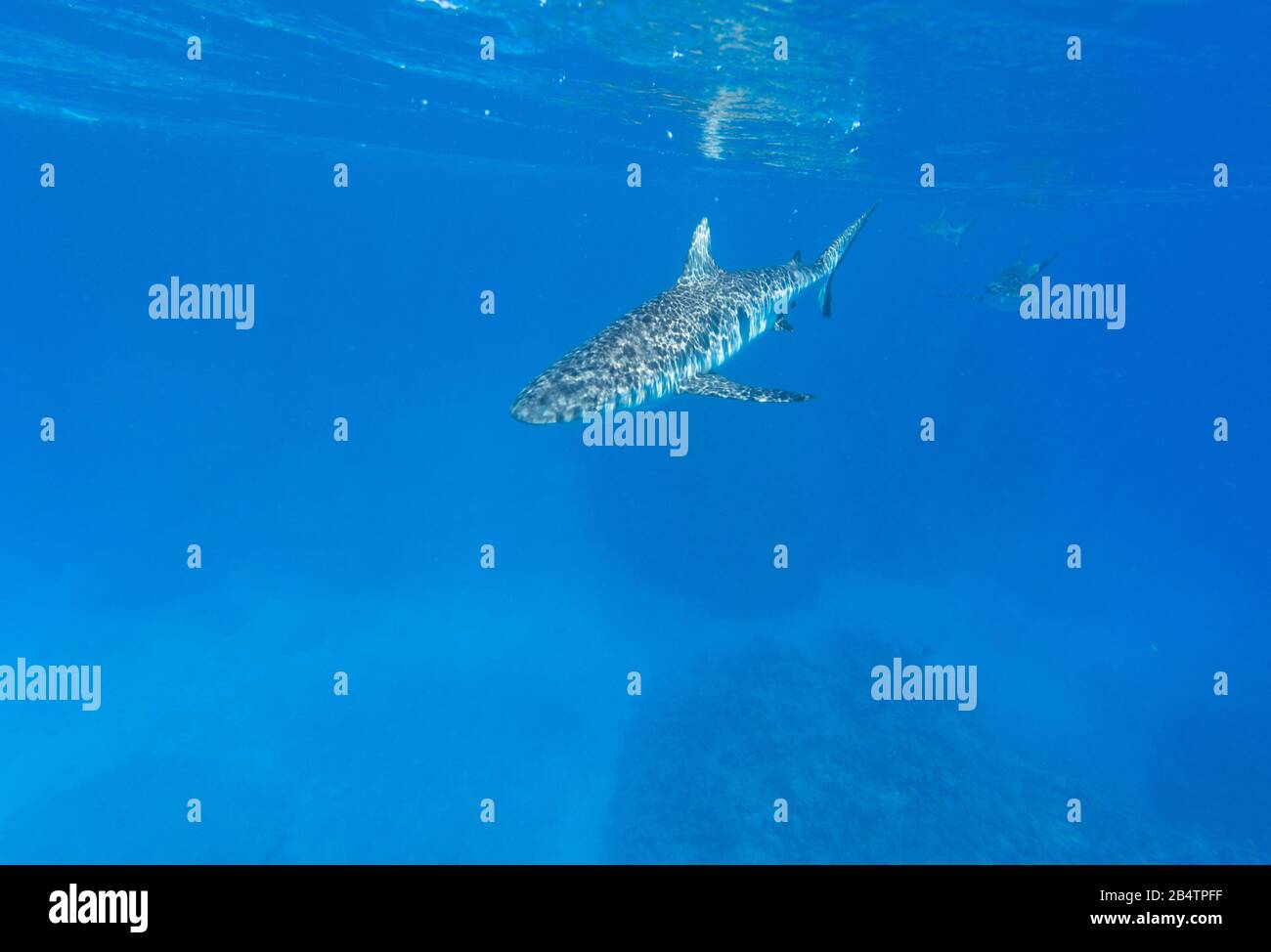 Shark swimming towards camera hi-res stock photography and images - Alamy