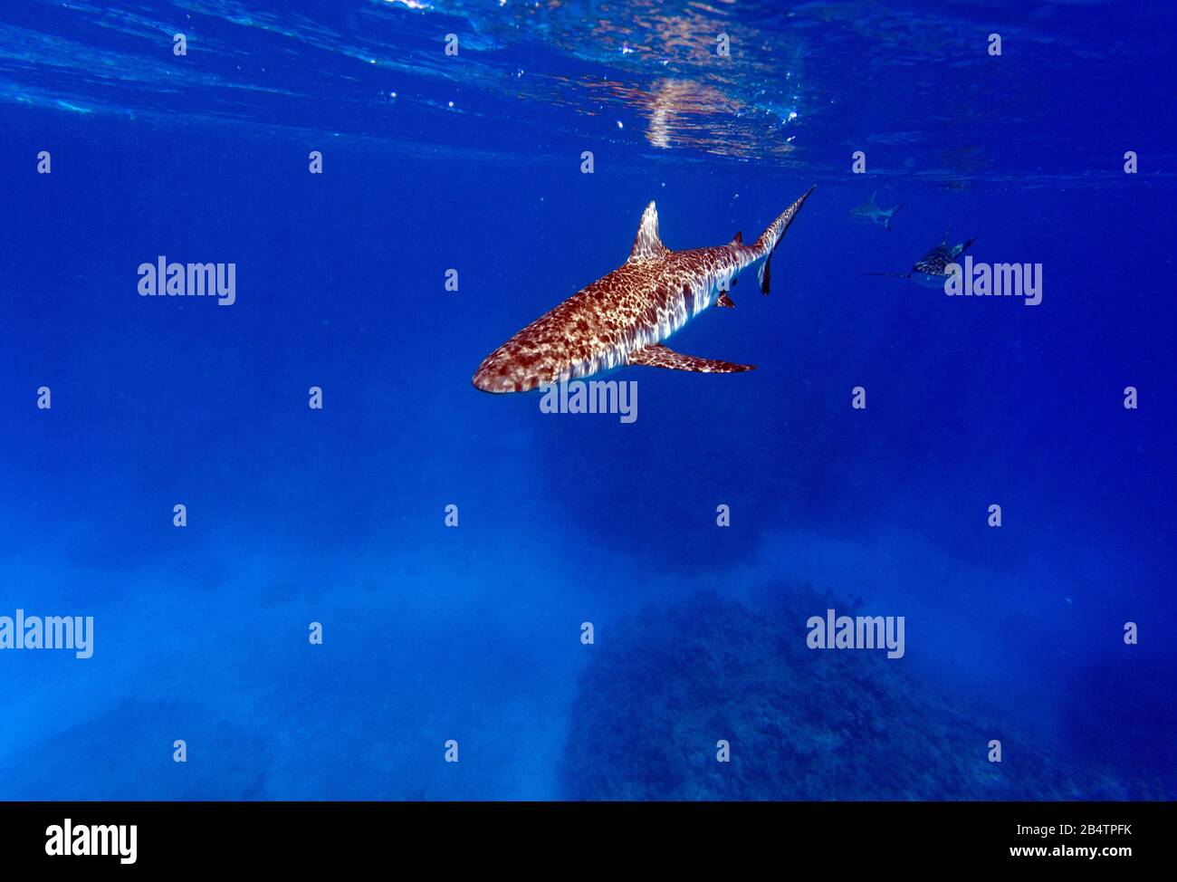 A shark swimming towards camera, New Caledonia Stock Photo - Alamy