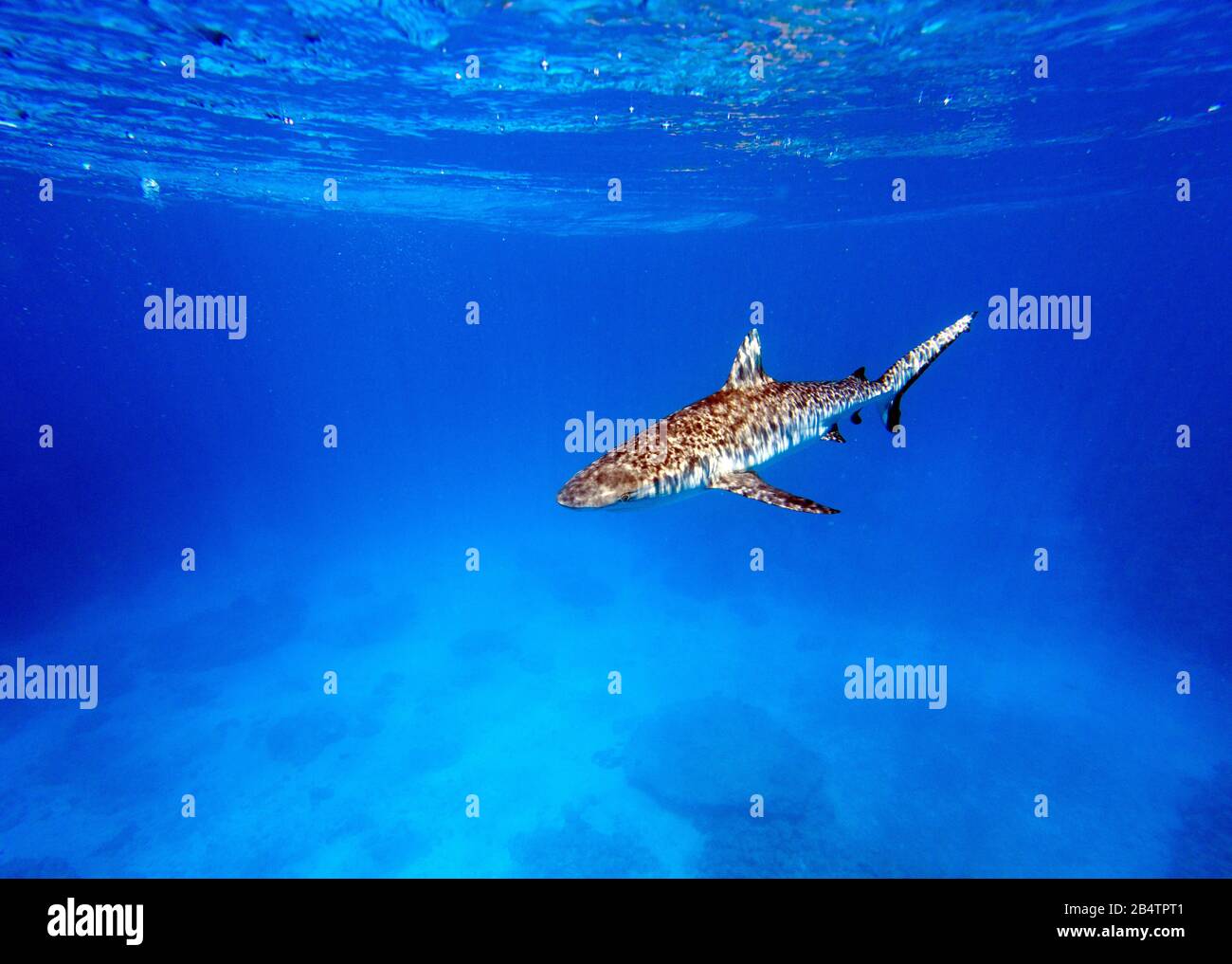 Shark swimming towards camera hi-res stock photography and images - Alamy