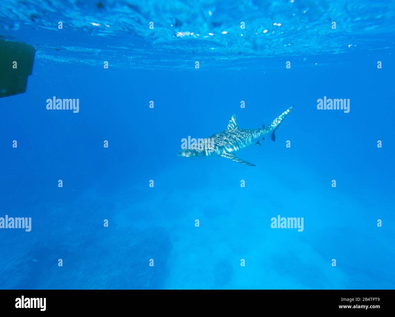 Shark swim towards the camera hi-res stock photography and images - Alamy
