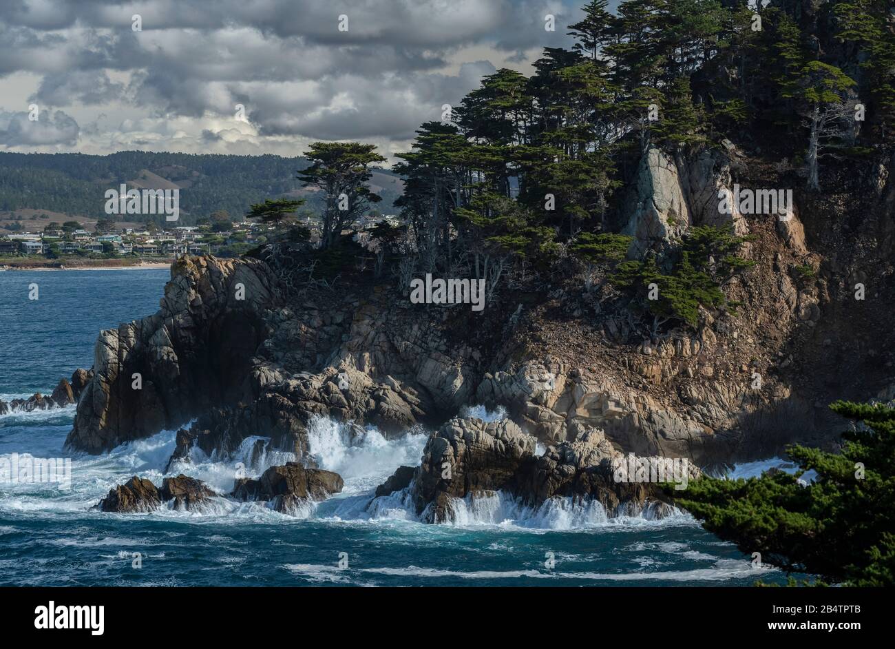 Monterey cypress cupressus macrocarpa hi-res stock photography and ...