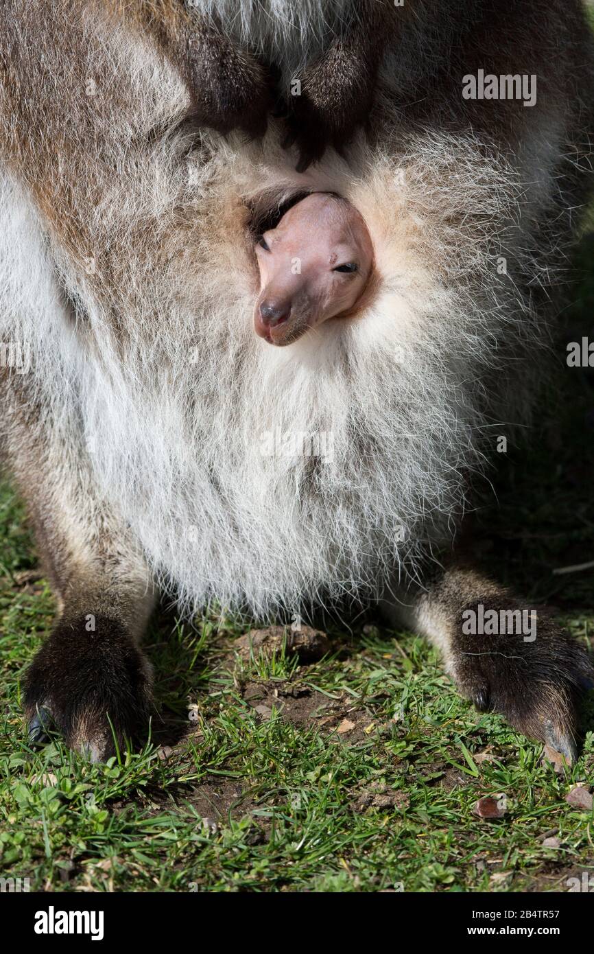 Newborn joey hi-res stock photography and images - Alamy