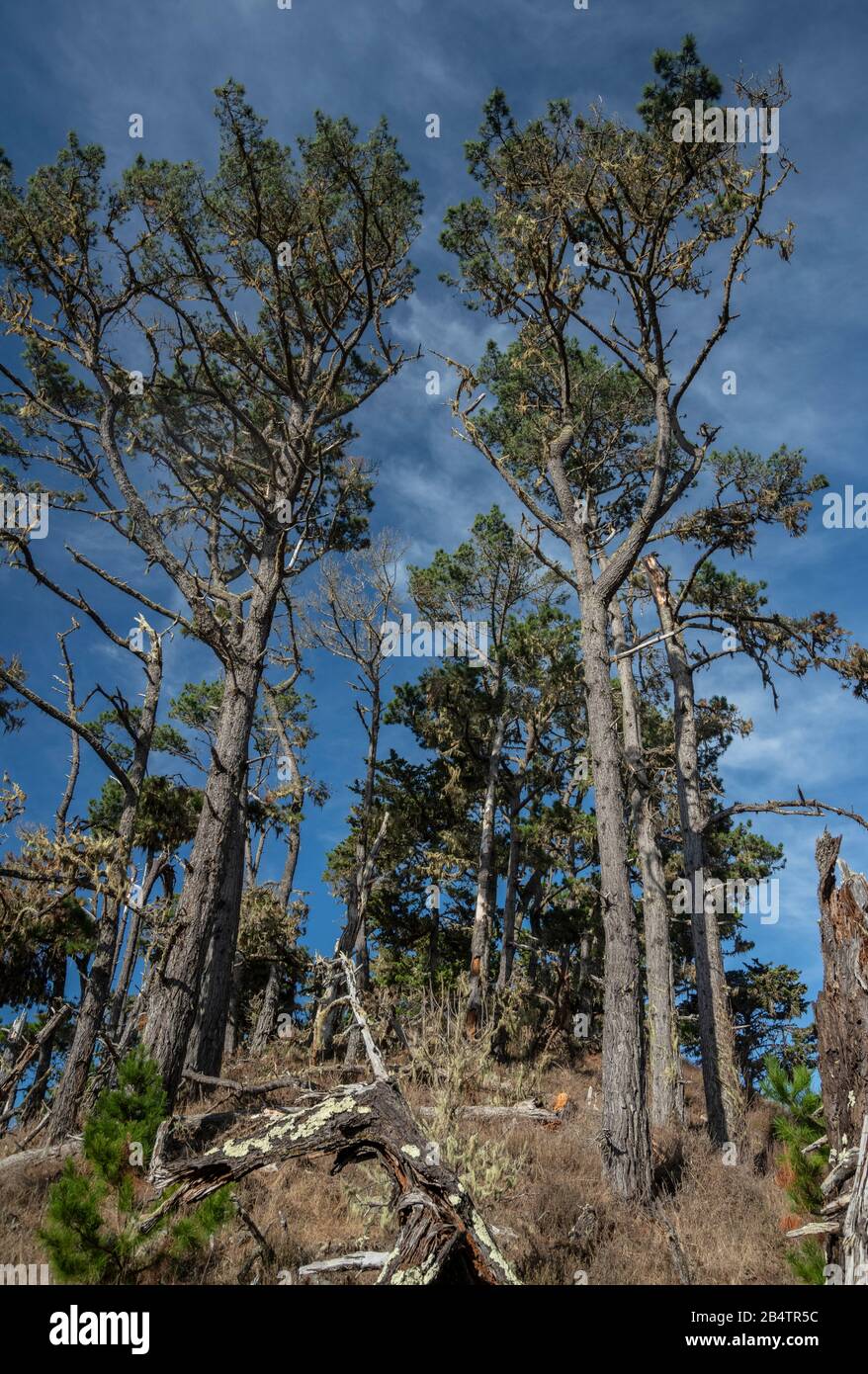 Pinus radiata hi-res stock photography and images - Alamy