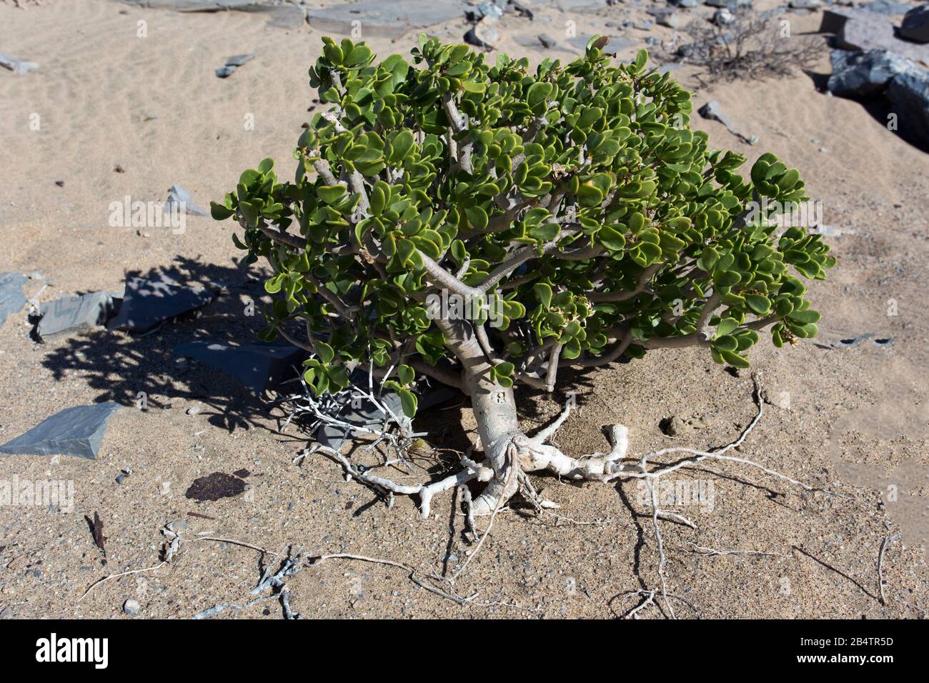 Plants after rain in Namibia desert, Namibia Stock Photo - Alamy