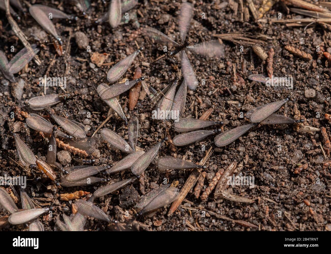 Subterranean termite hi-res stock photography and images - Alamy