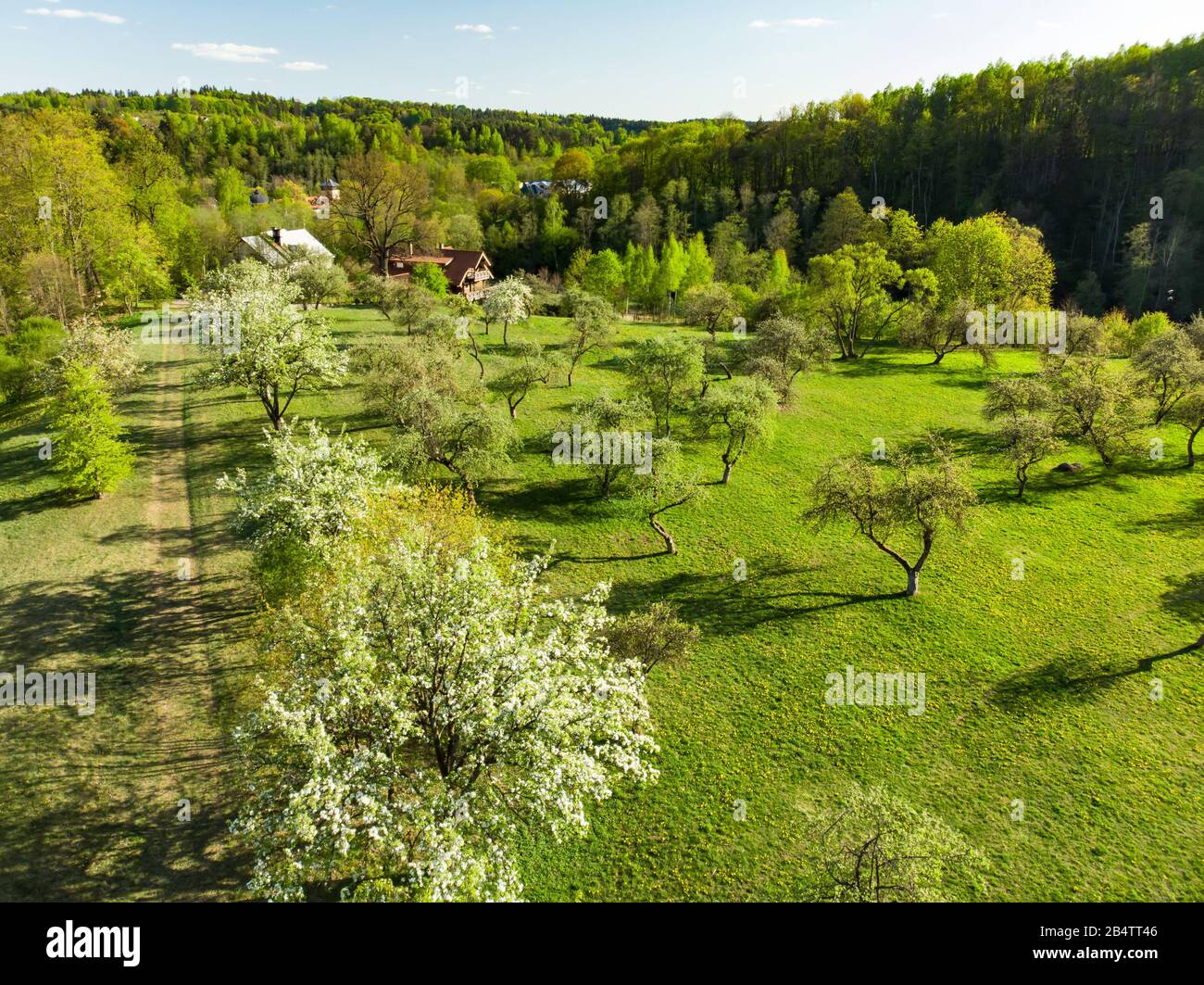 Beautiful aerial view of an old apple orchard in late spring. Green ...