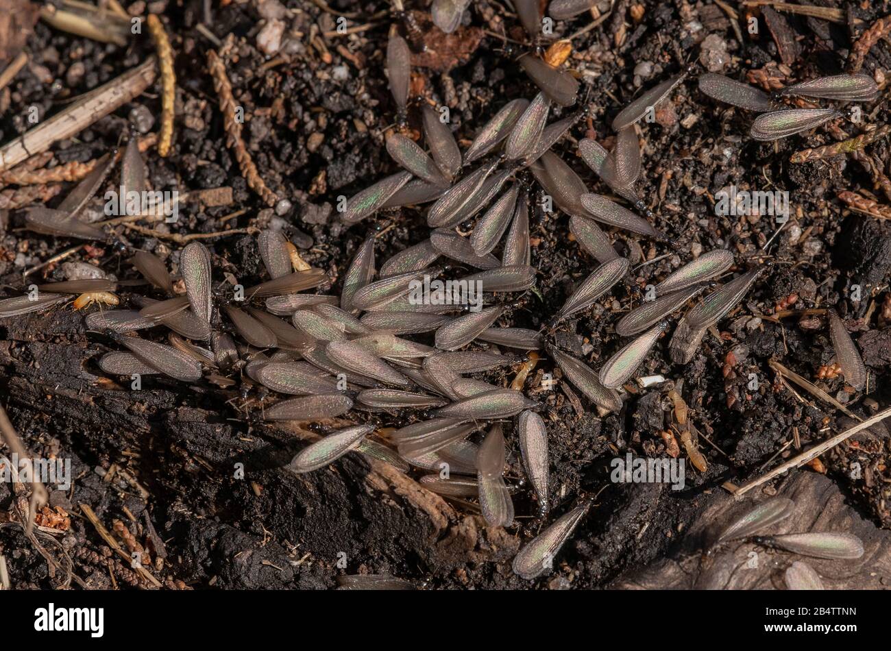 Western subterranean termite, Reticulitermes hesperus, swarming in ...