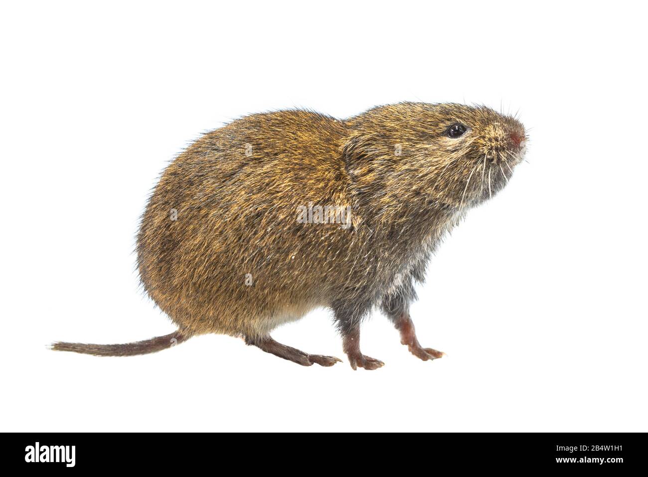 Side view Field vole or short-tailed vole (Microtus agrestis). Small ...