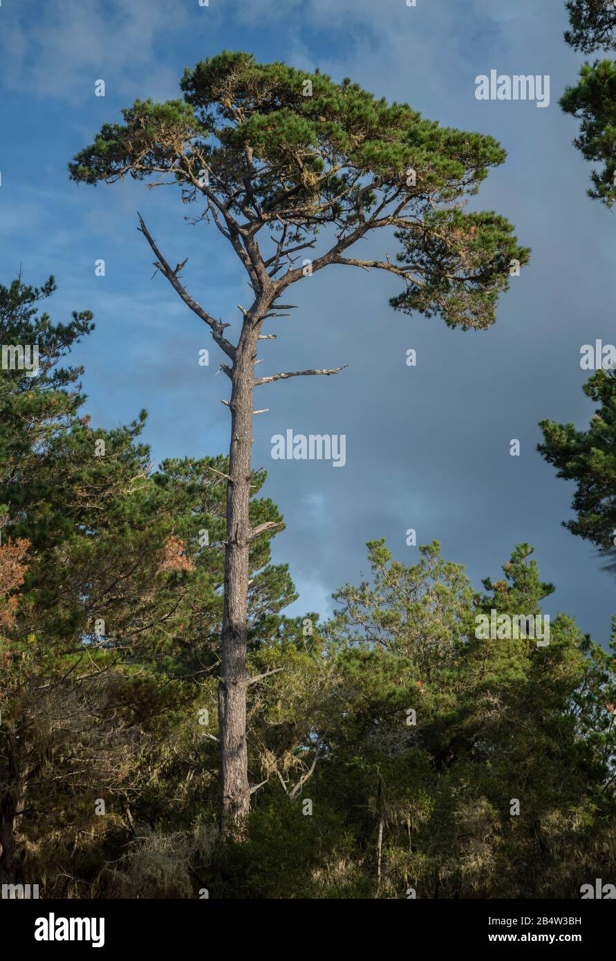 Monterey pine pinus radiata hi-res stock photography and images - Alamy