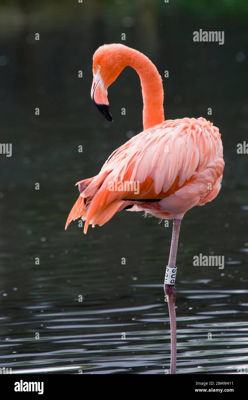 Caribbean Flamingo Standing On One Leg In The Water Stock Photo - Alamy