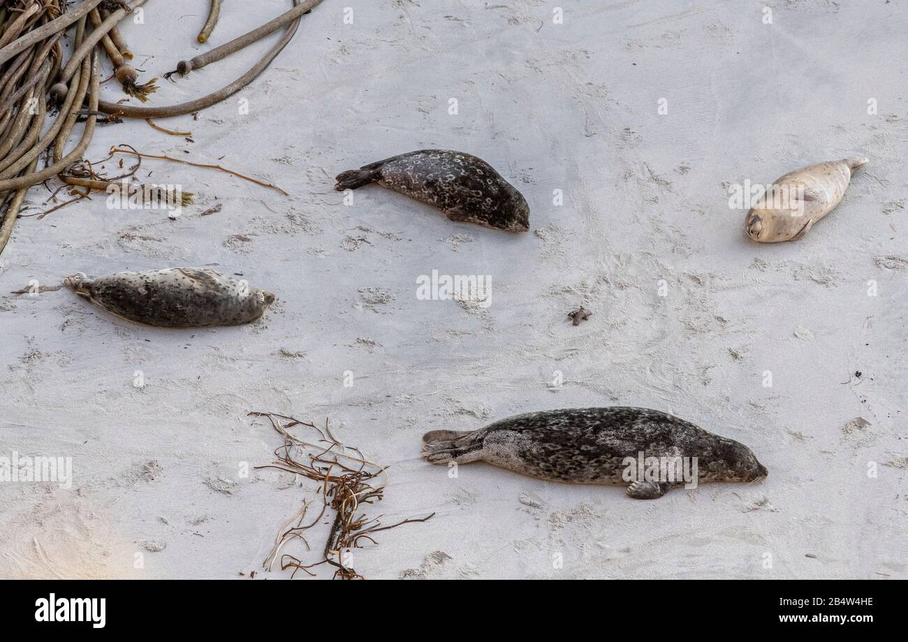 Pacific Harbor seals, or Common Seal, Phoca vitulina resting and ...