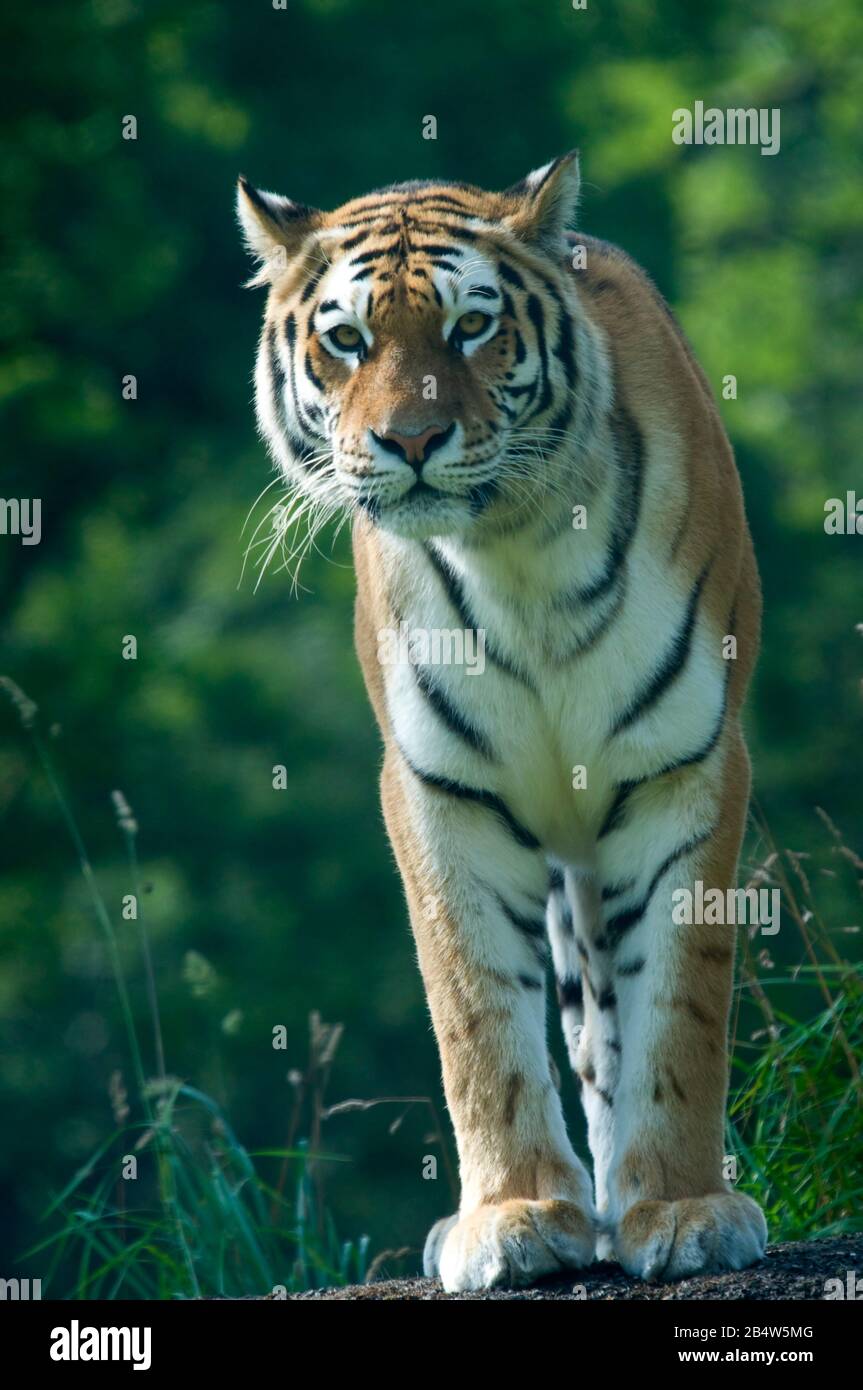 Sumatran tiger standing hi-res stock photography and images - Alamy