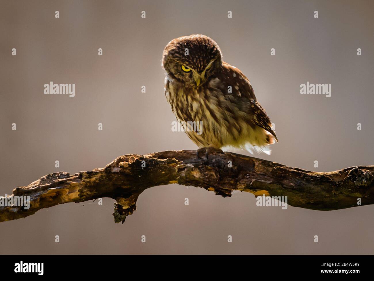 Perfect owl hi-res stock photography and images - Alamy