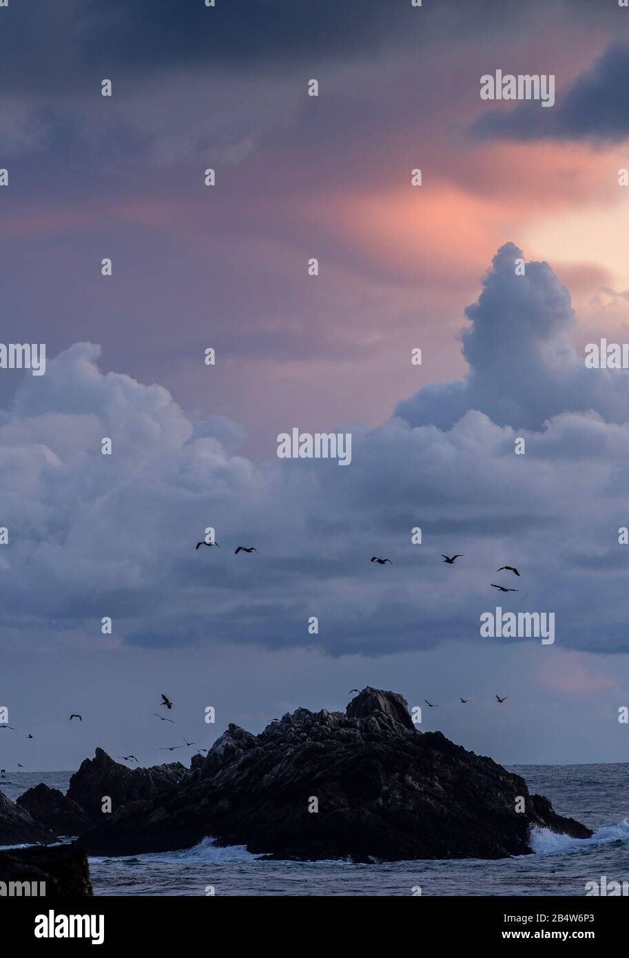 Lobos island birds hi-res stock photography and images - Alamy