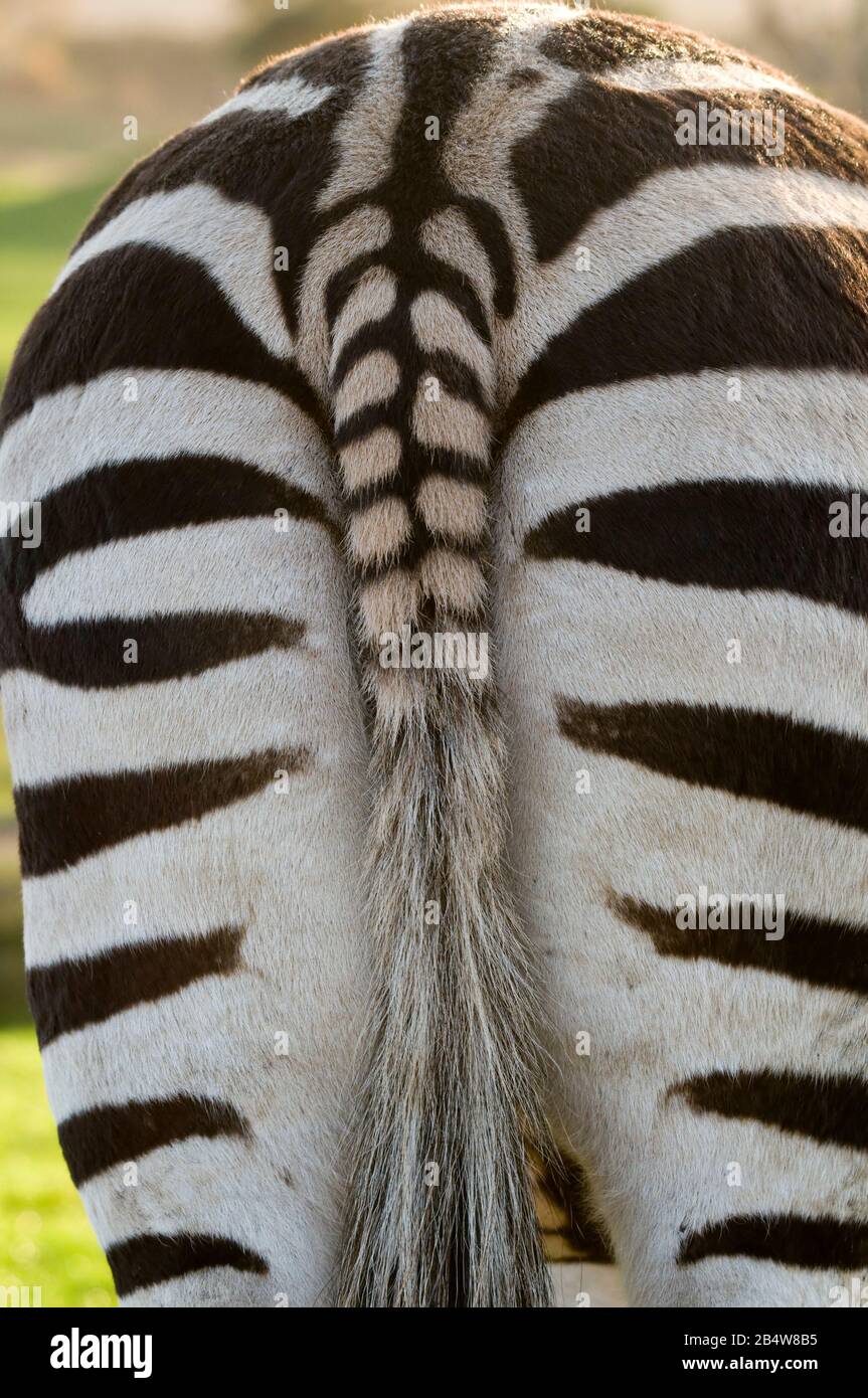 Rear Shot Of Stripes On The Behind Of A Zebras Tail Stock Photo - Alamy